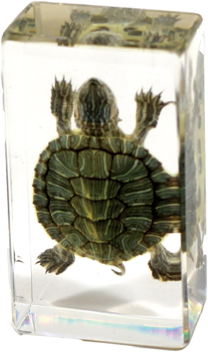 Amazon.com: REALBUG Desk Decoration, Turtle, Small : Toys & Games
