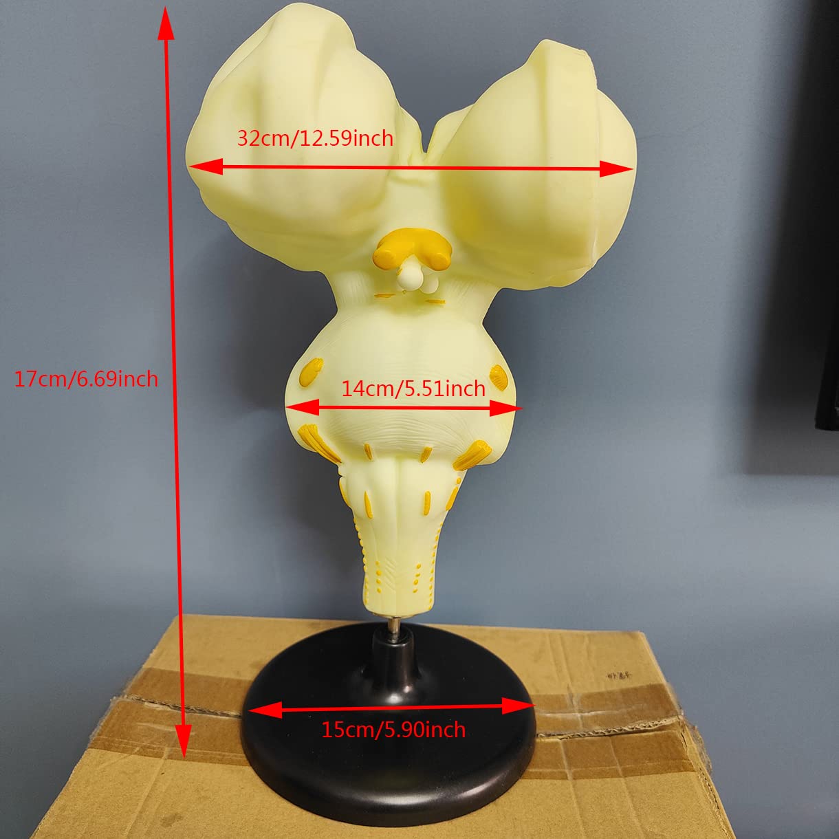 Brain Stem Anatomy Model Brainstem: Location, Anatomy, Parts, Function