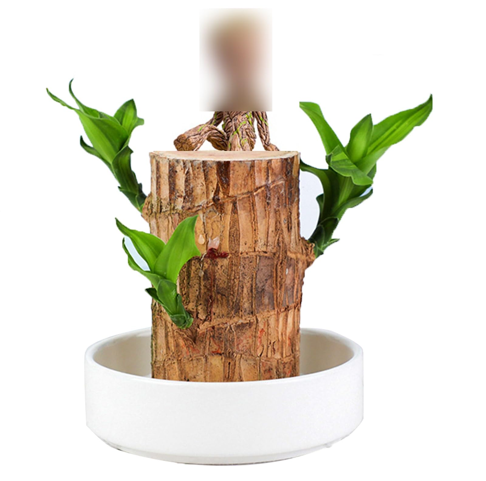 Amazon.com : Brazilian Wood Plant, Brazillian Wood Money Tree ...