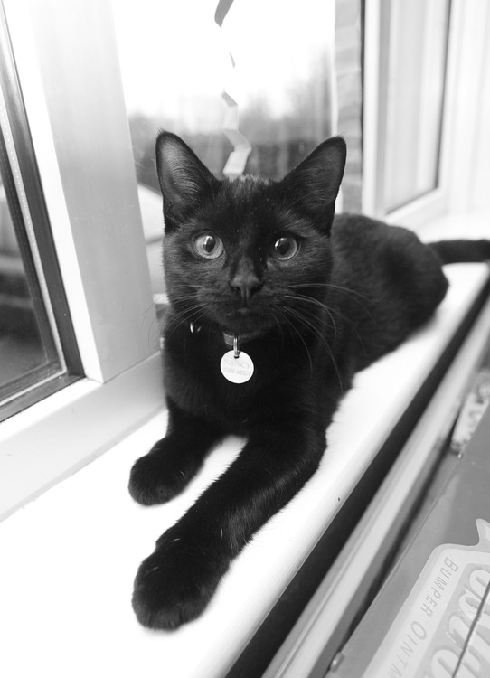 Amazon.co.uk: Nancy the Cat: books, biography, latest update