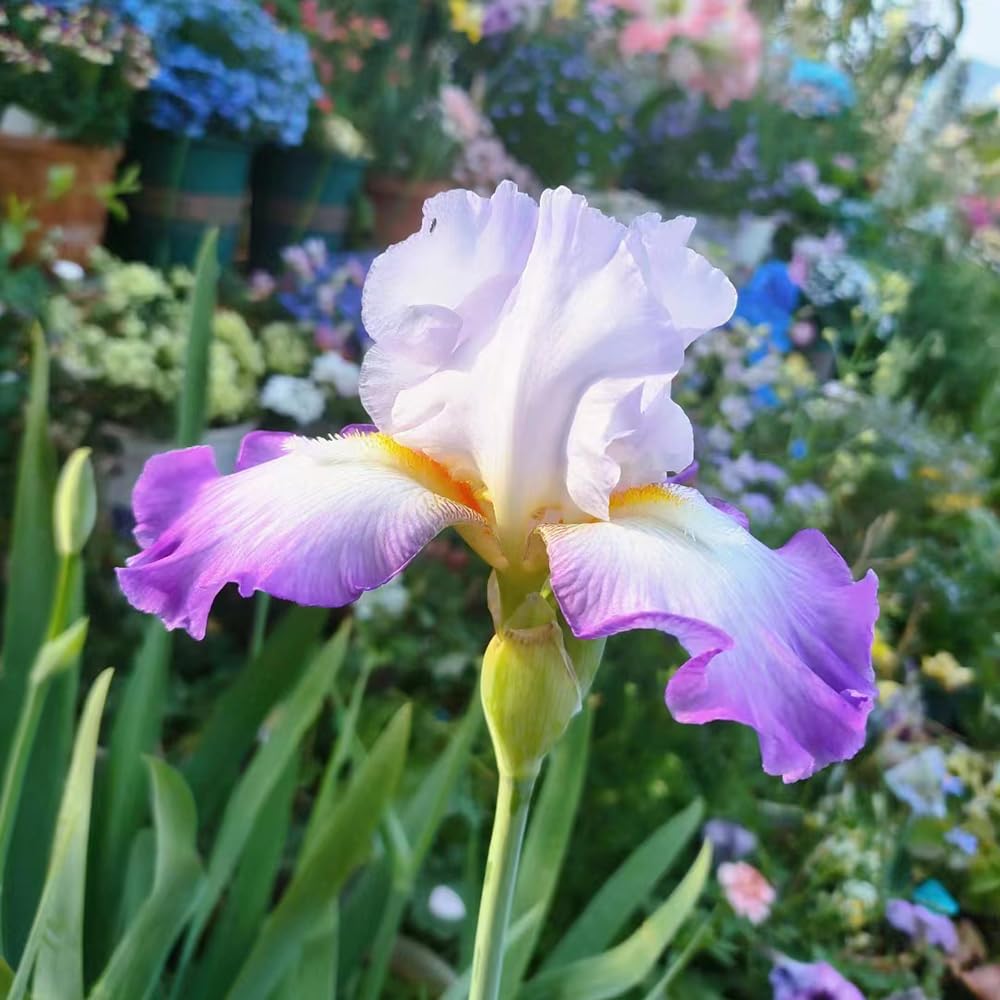 Rock Garden Plants Iris Friday Flora: Iris FANTASTICO!
