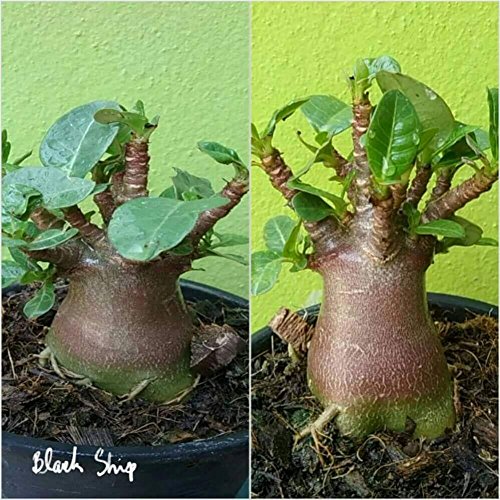 OliverSeeds Adenium Arabicum Black Ship - Pack of 2 Seeds : Amazon.in ...