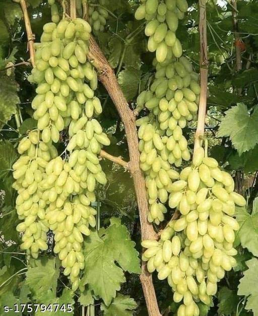 BONOBITHI Grapes Fruit Plant Live/Green Grapes Tropcal Fruit Plant Live ...