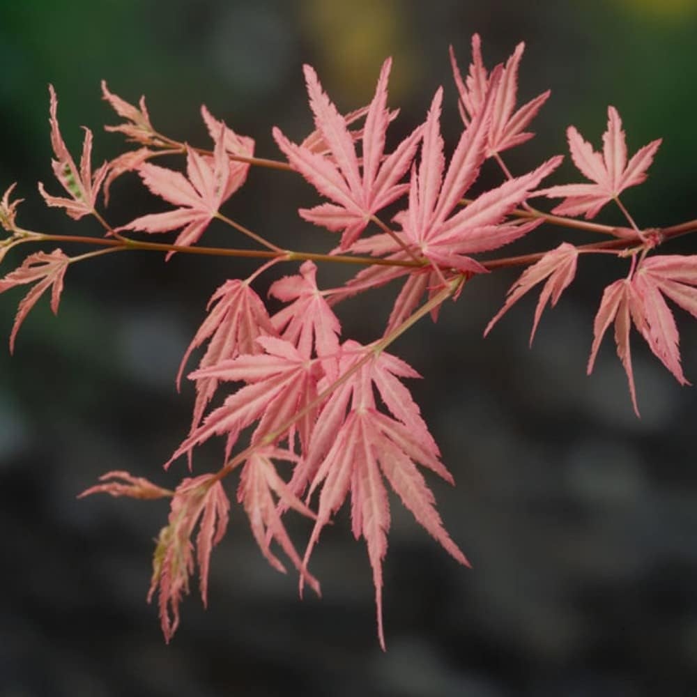 Hardy Tree Acer Japanese Jewel palmatum Taylor Patio Low Maintenance ...