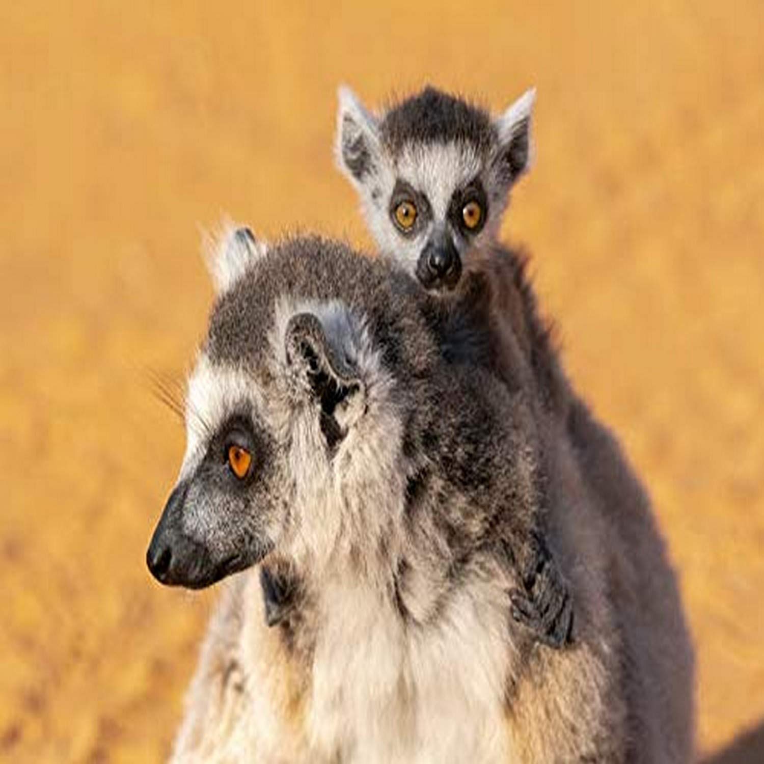Madagascar Movie Baby Lemur