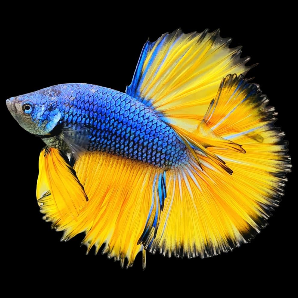 Amazon.com : Mustard Gas Blue Halfmoon Male Betta Fish Live Betta Fish ...