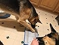 Amazon.com: Digger Dog Nail File Board - Stress Free Alternative to Dog ...