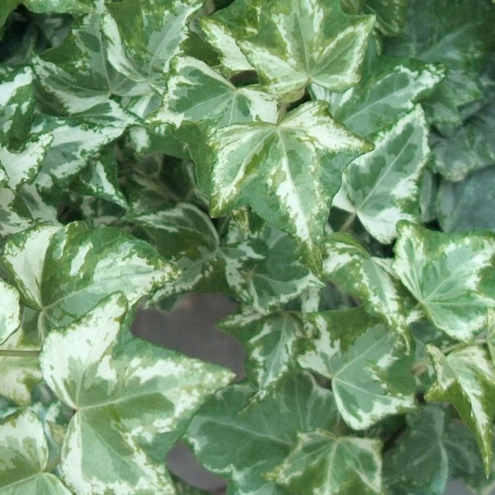 Hedera Helix (Ivy) - 10 x 9cm Pots (Live Plants) : Amazon.co.uk: Garden