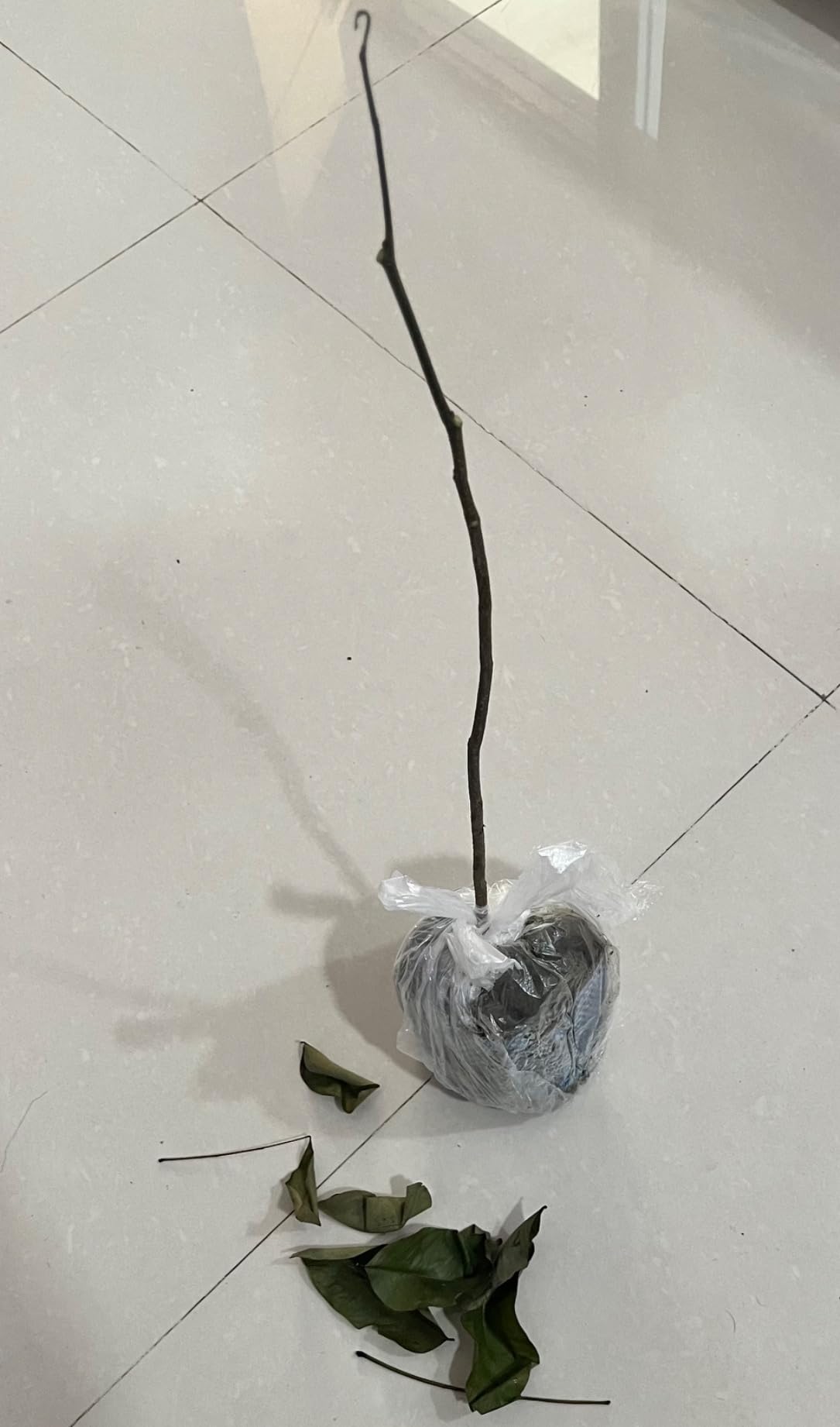 Greenery Nursery Shower/Amaltas/Indian Laburnum ?/Sonali Live Plants ...