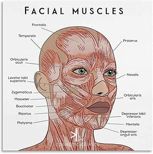 Amazon.com: APIJECT Anatomy Wall Art - Facial Muscles Guide Canvas ...