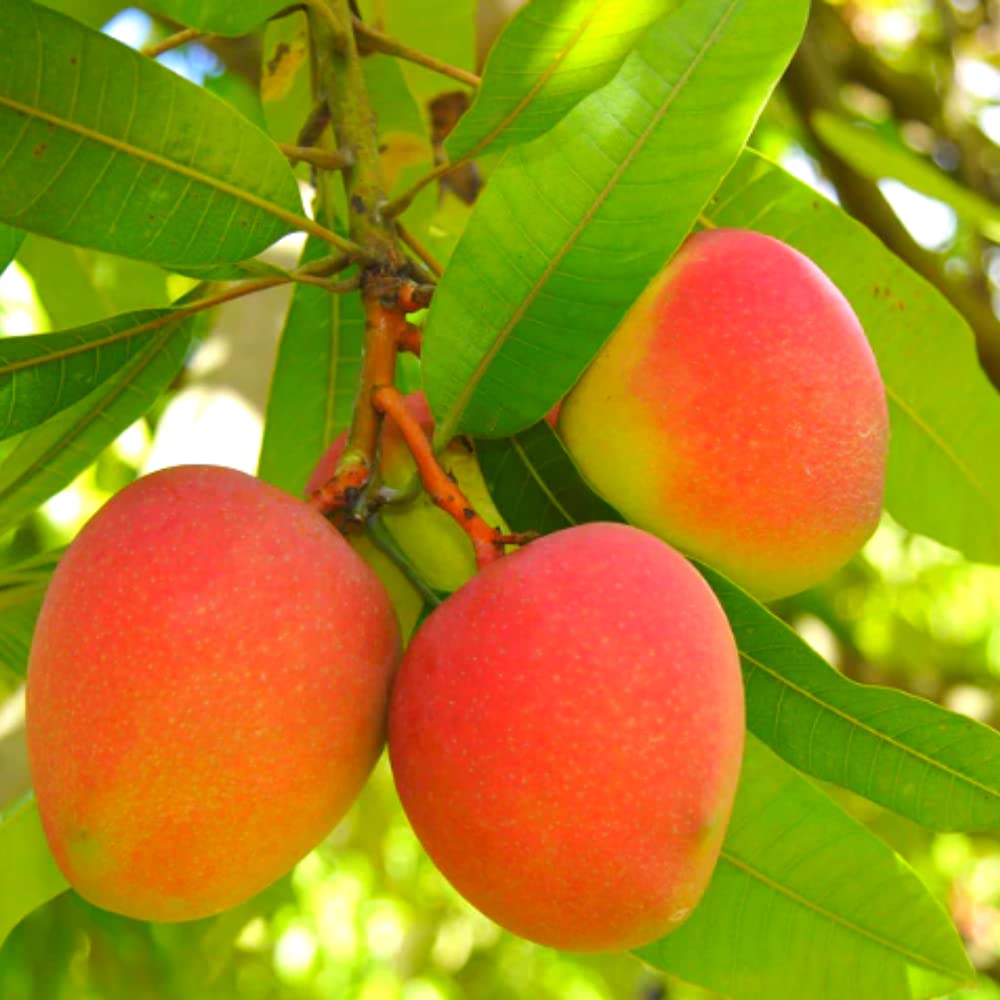 Mango Tree With Fruit