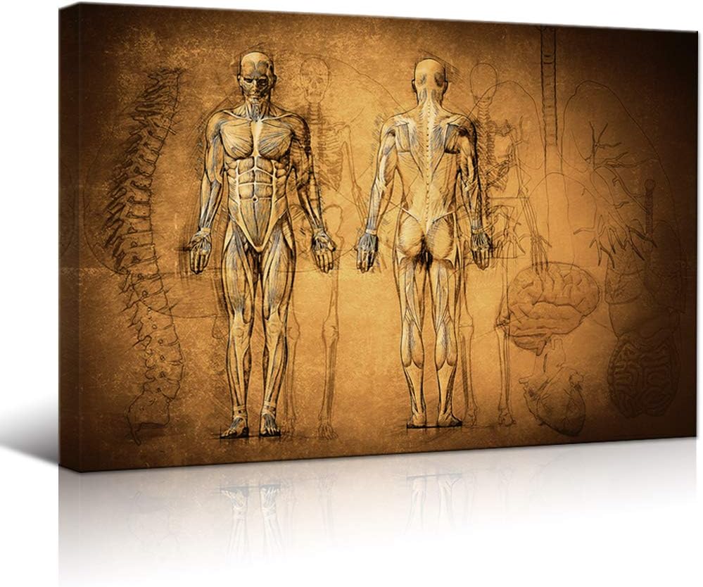 Amazon.com: Canvas Wall Art Painting Pictures Human Spine musculatures ...