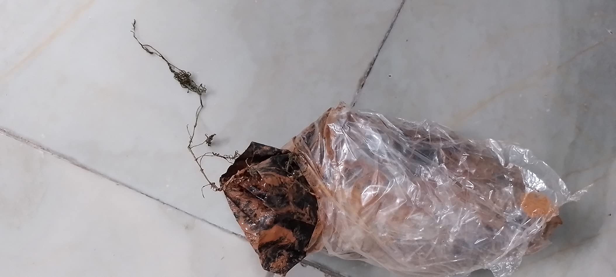 Creative Farmer Akasha Mulla Ipomoea Pinnata Cypress Vine/Star Glory ...