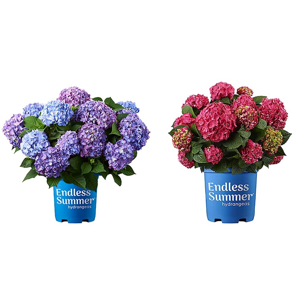 Amazon.com: 1 Gal. Endless Summer Bloomstruck Hydrangea and Endless ...