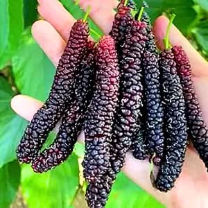 Amazon.com : Pakistan Mulberry Plant Live for Planting, 6-8 Inch Tall ...