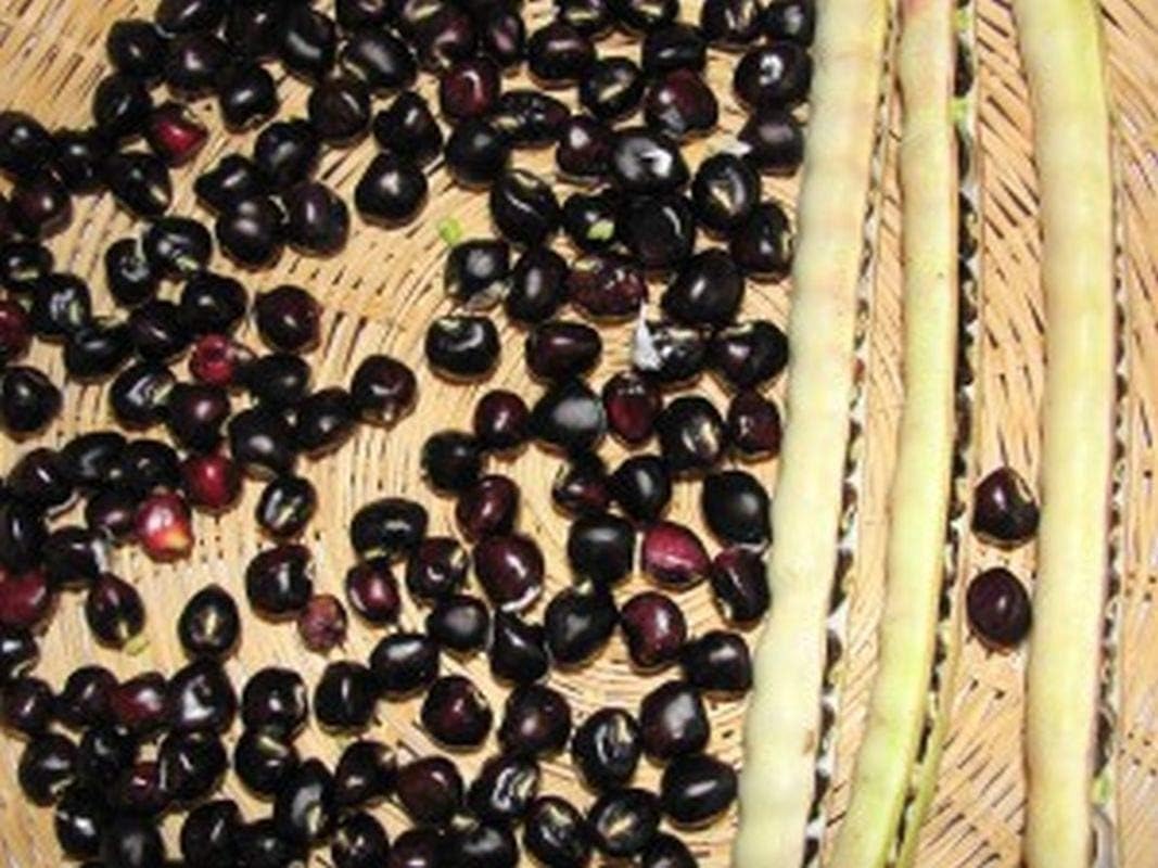 Amazon.com : Black Crowder Pea Seeds - Heavy yields of Dark Purple ...