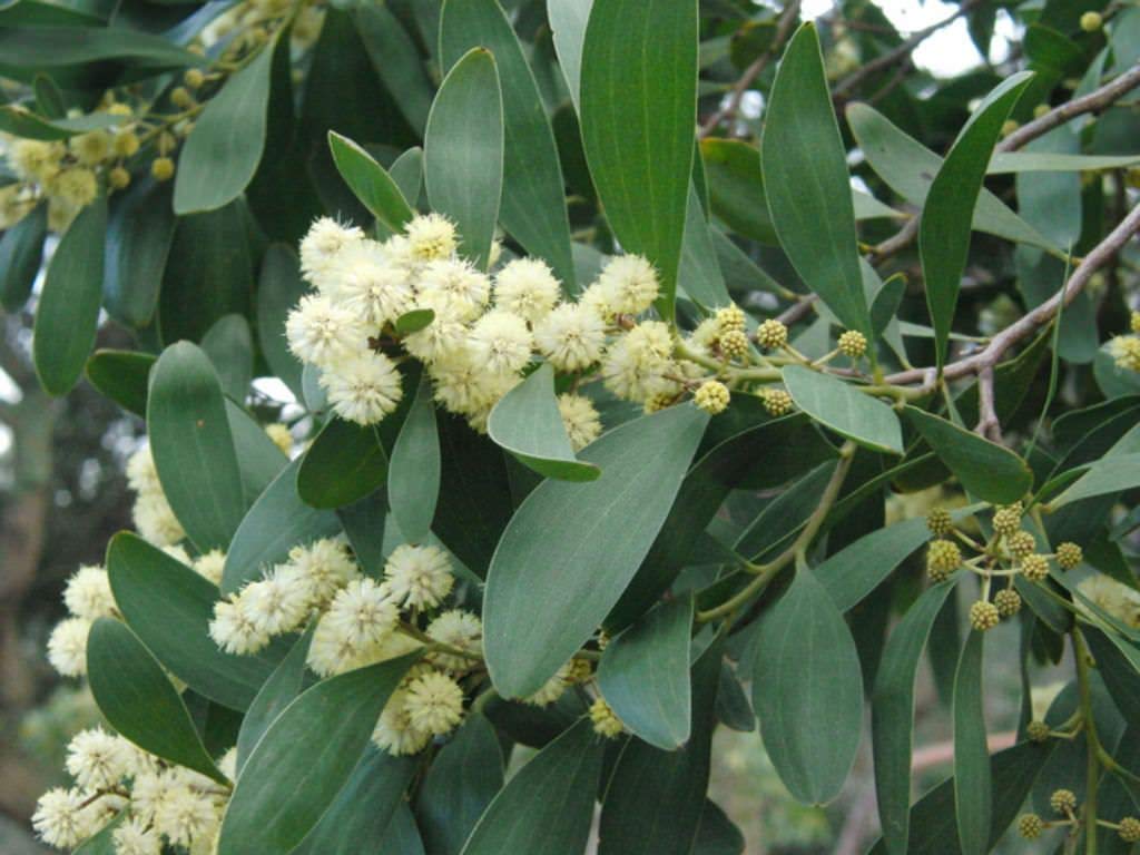 Buy 100 Acacia melanoxylon ,Australian Blackwood Tree ,Sally Wattle ...