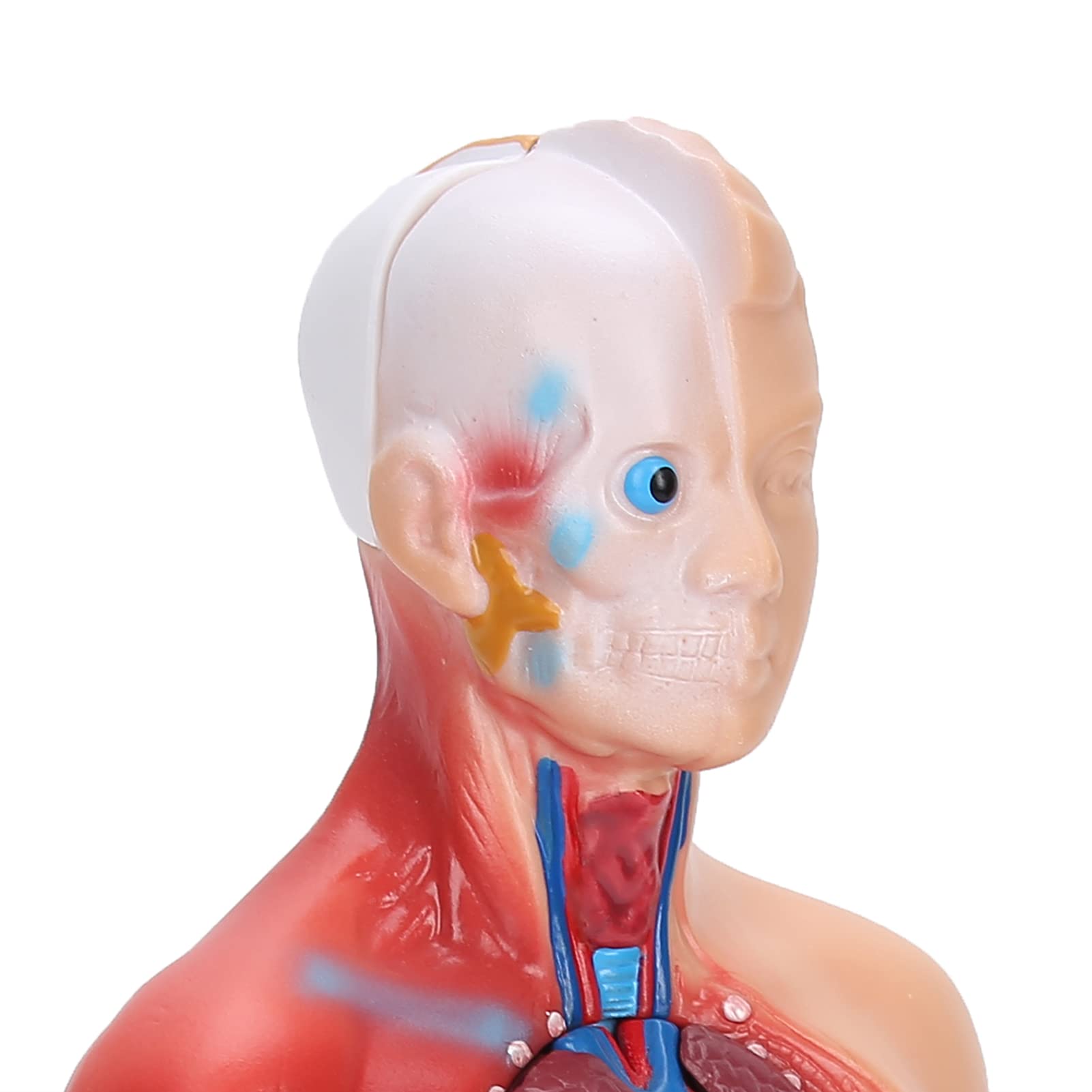 Buy Teaching Internal Organs Model, Human Torso Model Mutifuctional ...