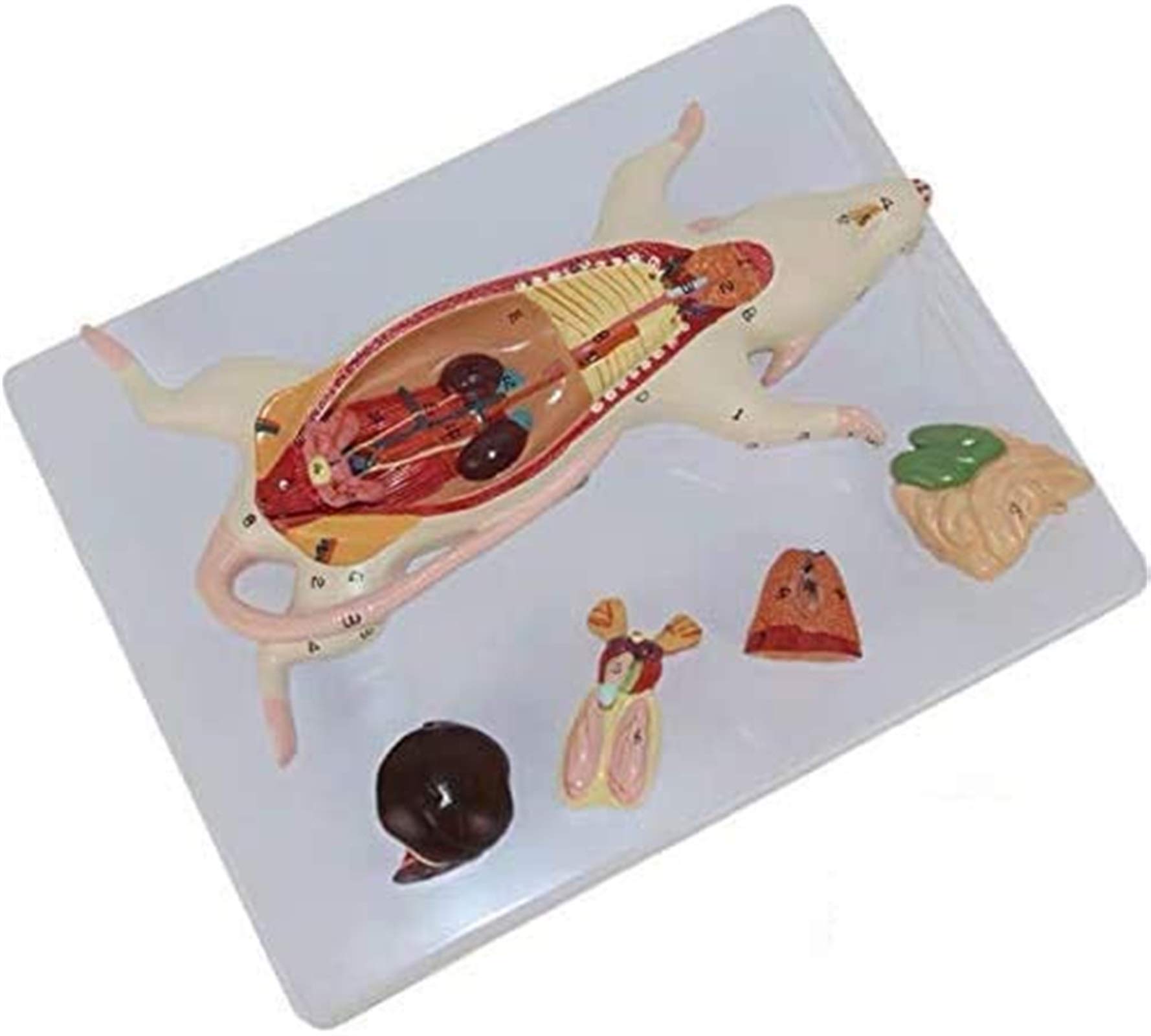 Buy Study Model Mouse Anatomical Model - Animal Anatomy Assembical ...