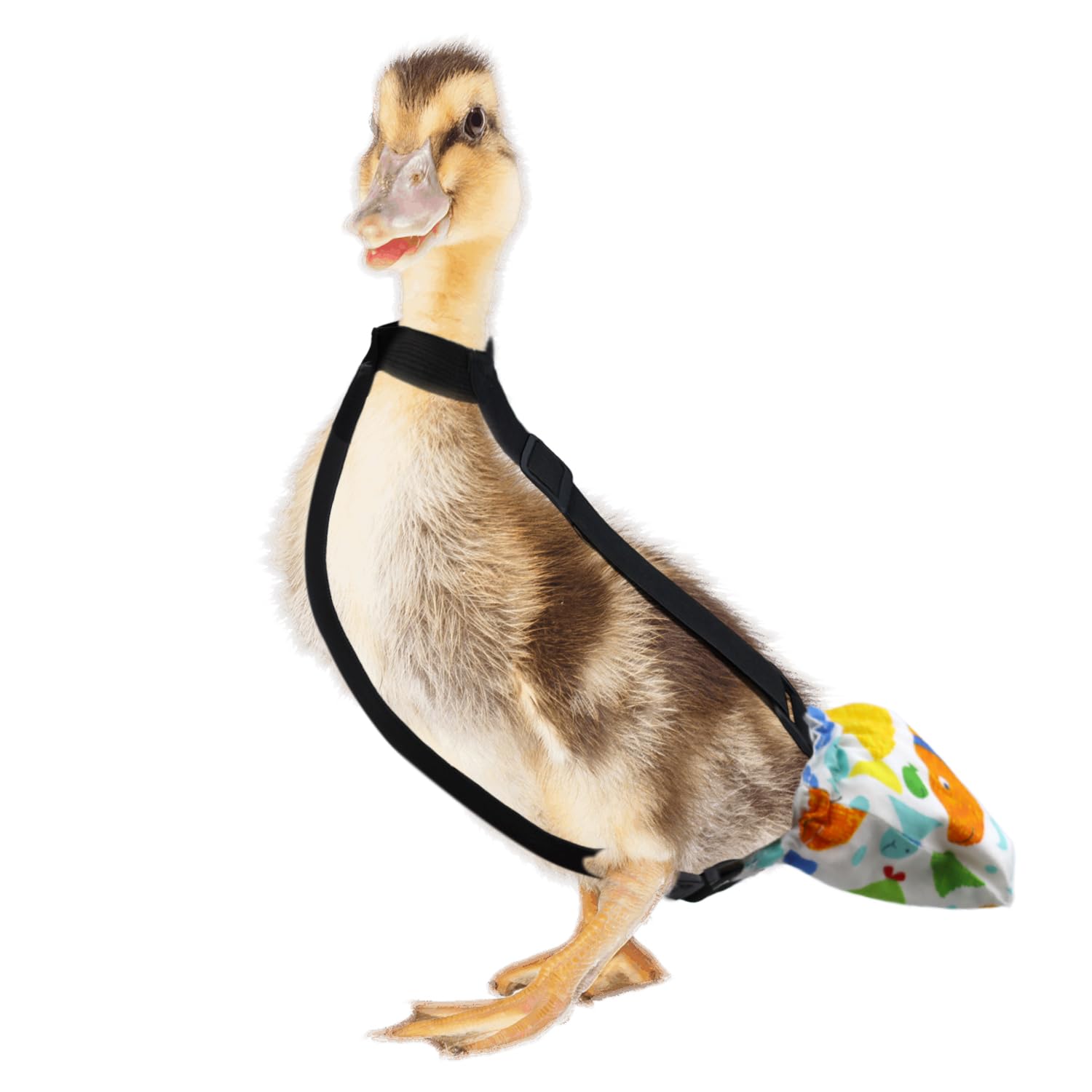 Patitos Reales Como Mascotas