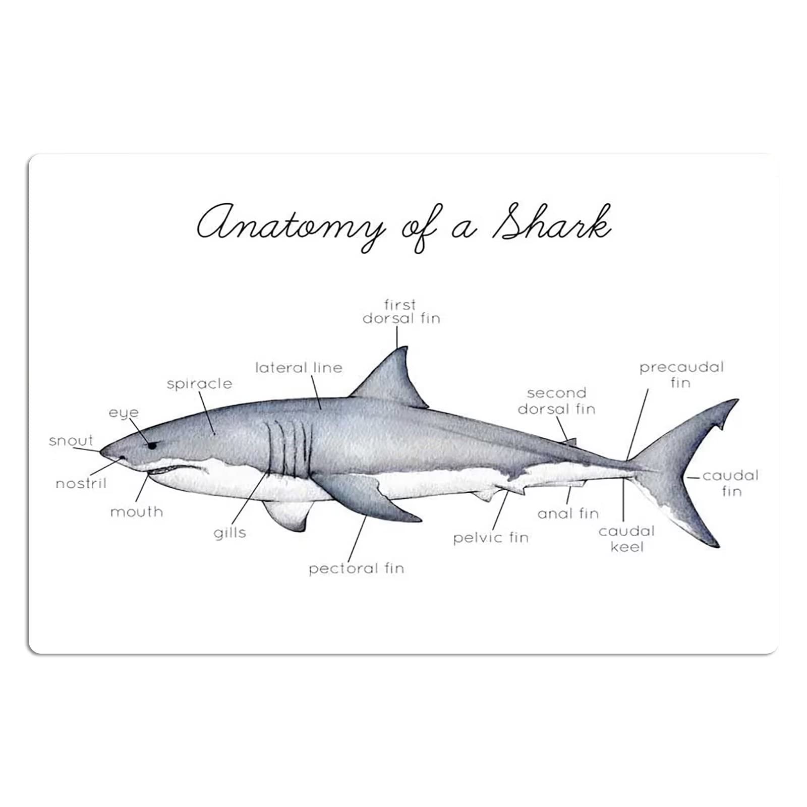 Great White Shark Eye Anatomy