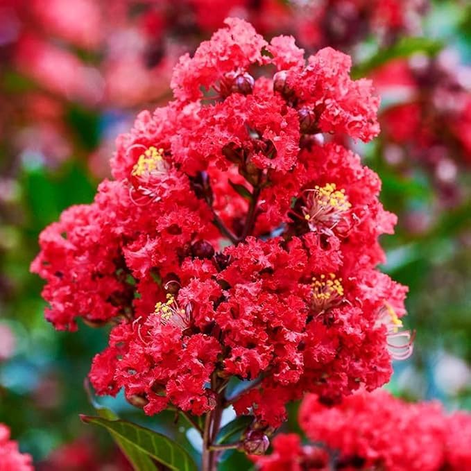 AnmolGarden Furush Red Colour Live Plant "Lagerstroemia indica" Furus ...