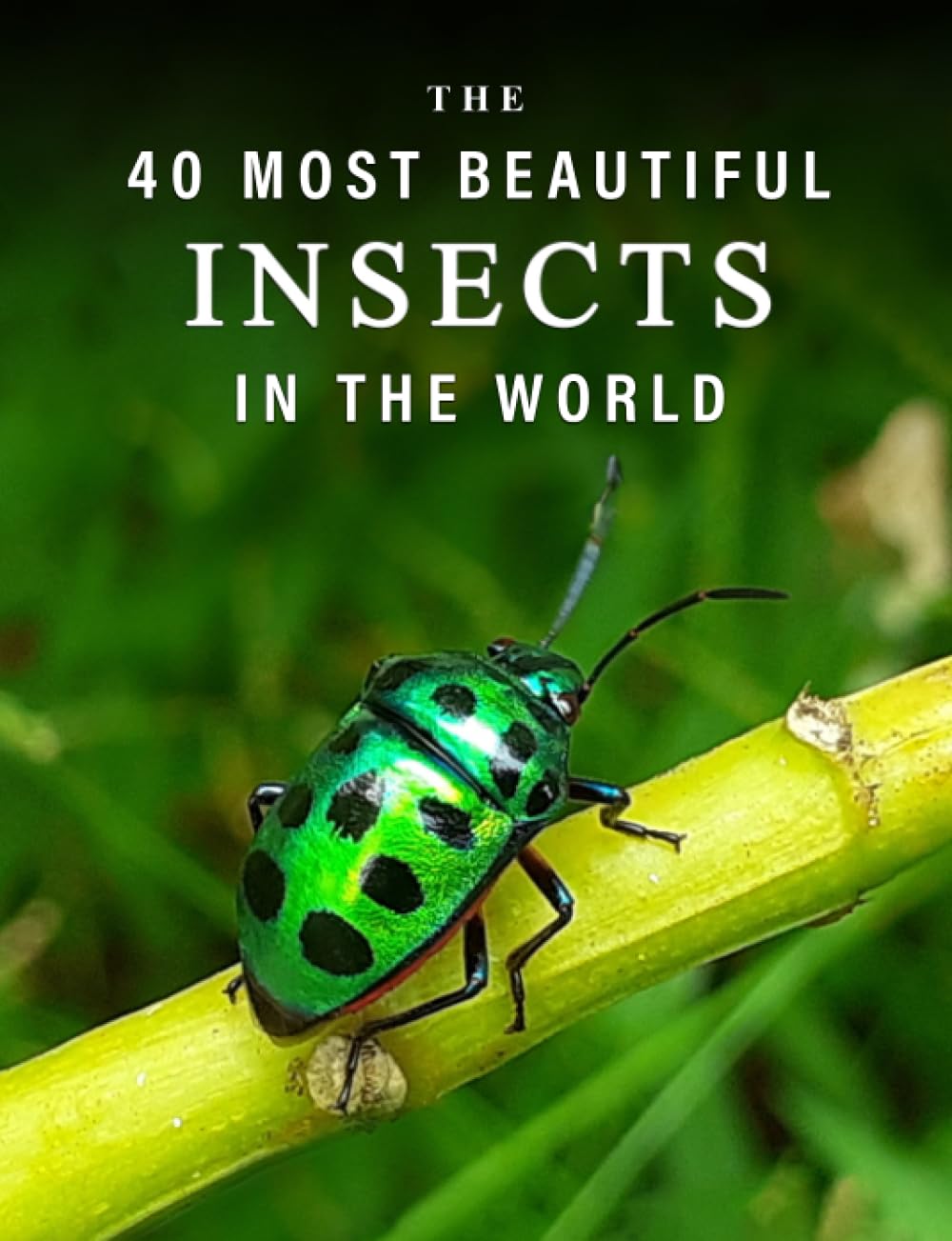 The 40 Most Beautiful Insects in the World: A full color picture book ...