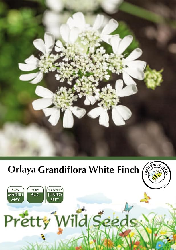 Orlaya Grandiflora White Finch Seeds in Pictorial Packet - 20 Seeds ...