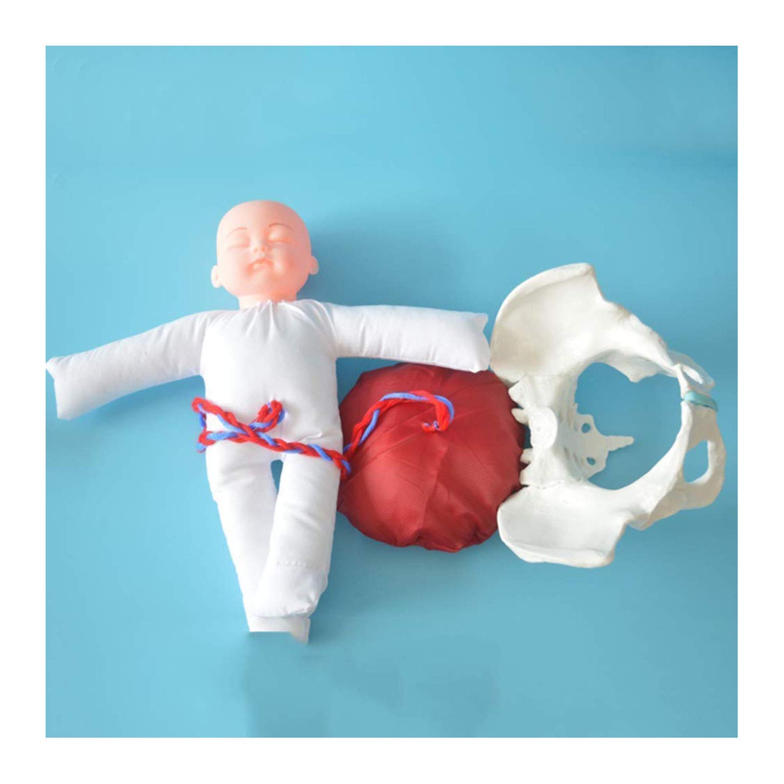 Midwifery Training Model Female Pelvis Model Childbirth Birth ...