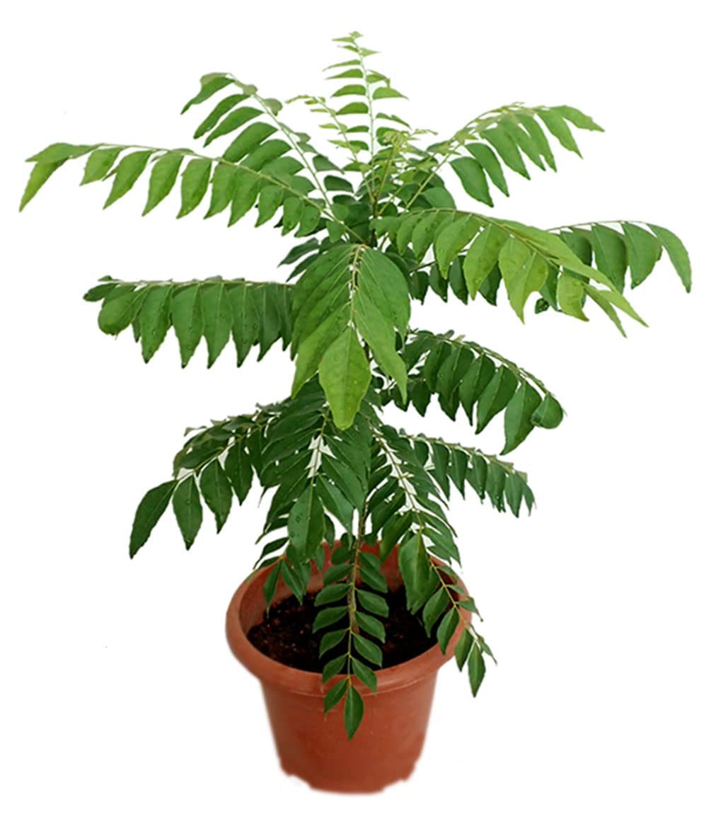 Curry Leaf Tree/Kadi Patta Plant without Pot height 8'' to 10'' inch ...