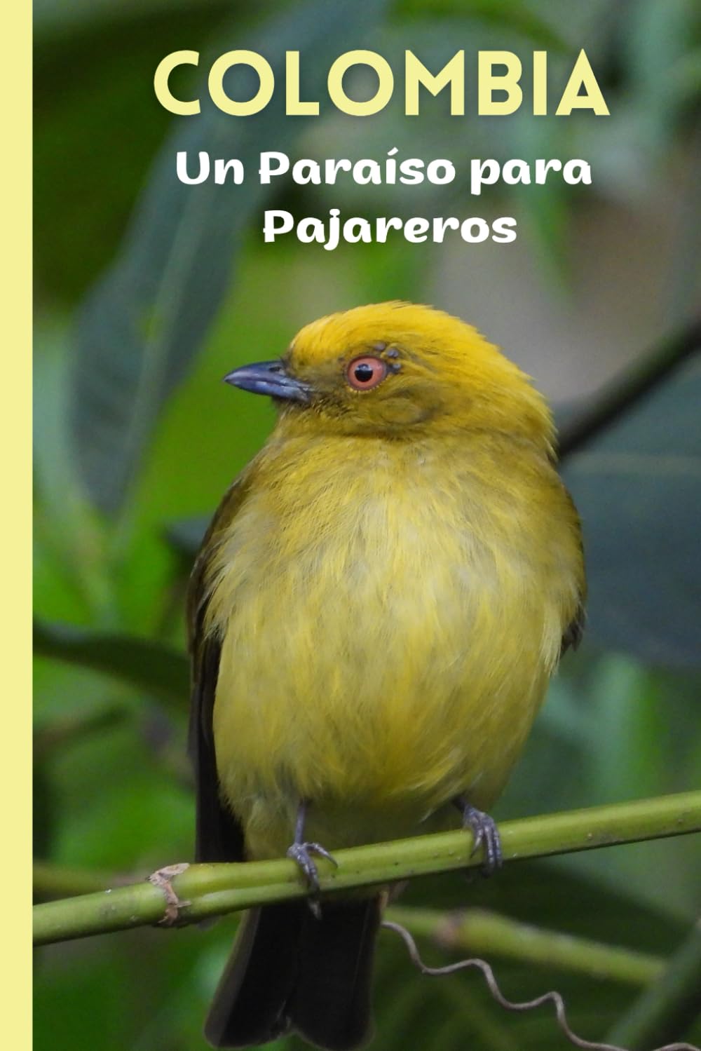 Amazon.com: Colombia: Un paraíso para pajareros: Espectaculares aves de ...