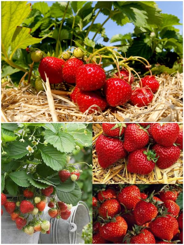 Live Strawberry Plant With Pot Sweet Juicy Hybrid Fruit- 1 Healthy ...