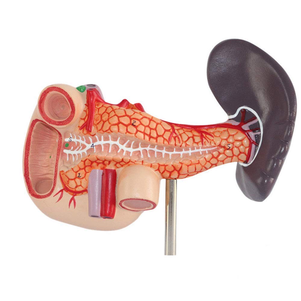 Buy Anatomical Model Human Spleen and Pancreas Model - Life Size ...