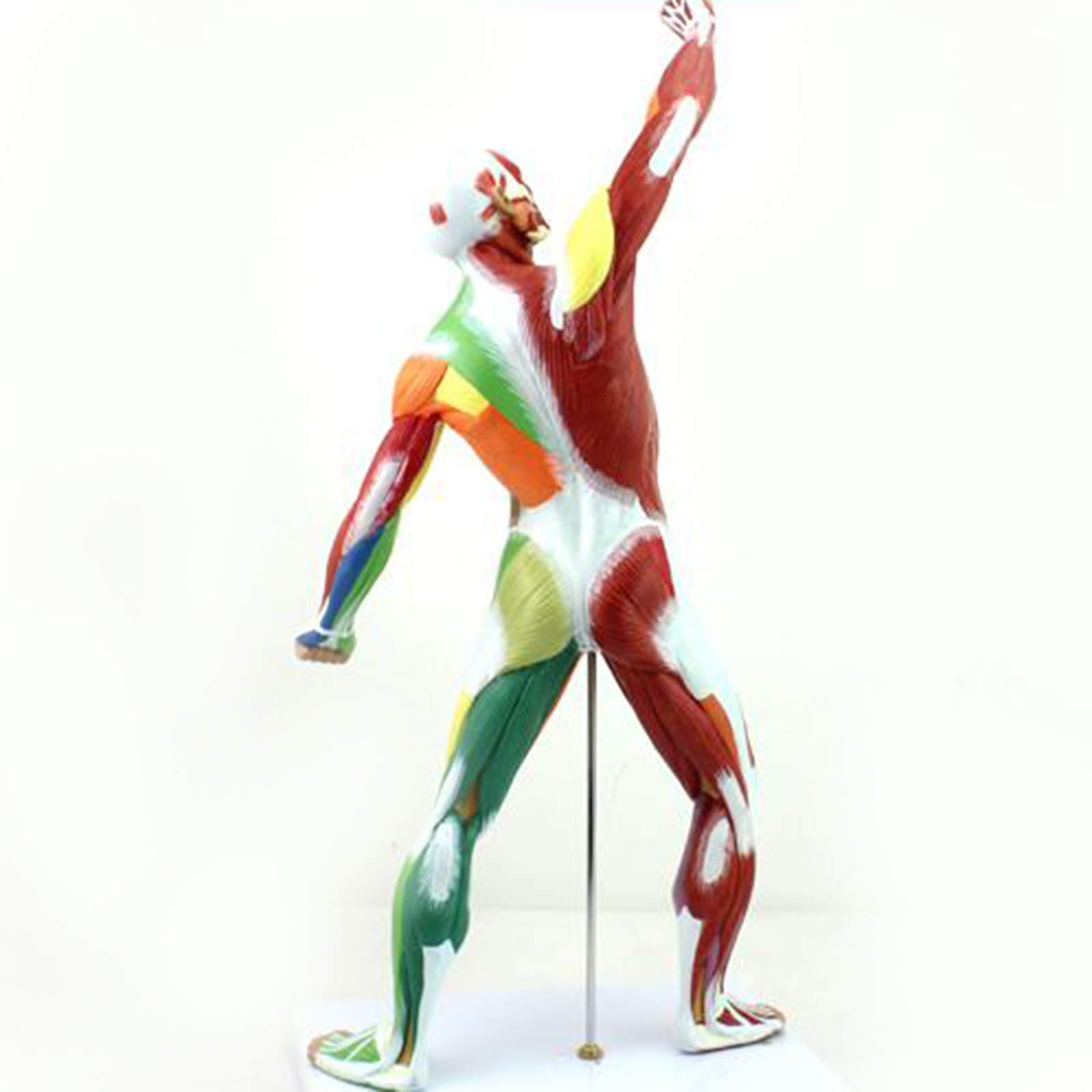 Buy LIBAI Human Muscle Figure, Anatomy Muscular Model, Ideal Displaying ...
