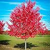 Amazon.com : QAUZUY GARDEN 20 Seeds American Red Maple Seeds Tree Seeds ...