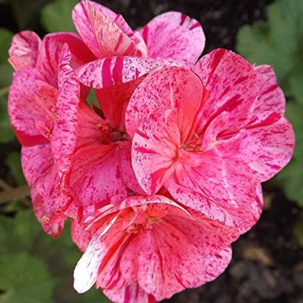 Flowering Plants - Geranium 'Deep Scarlet' - 40 x Large Plants ...