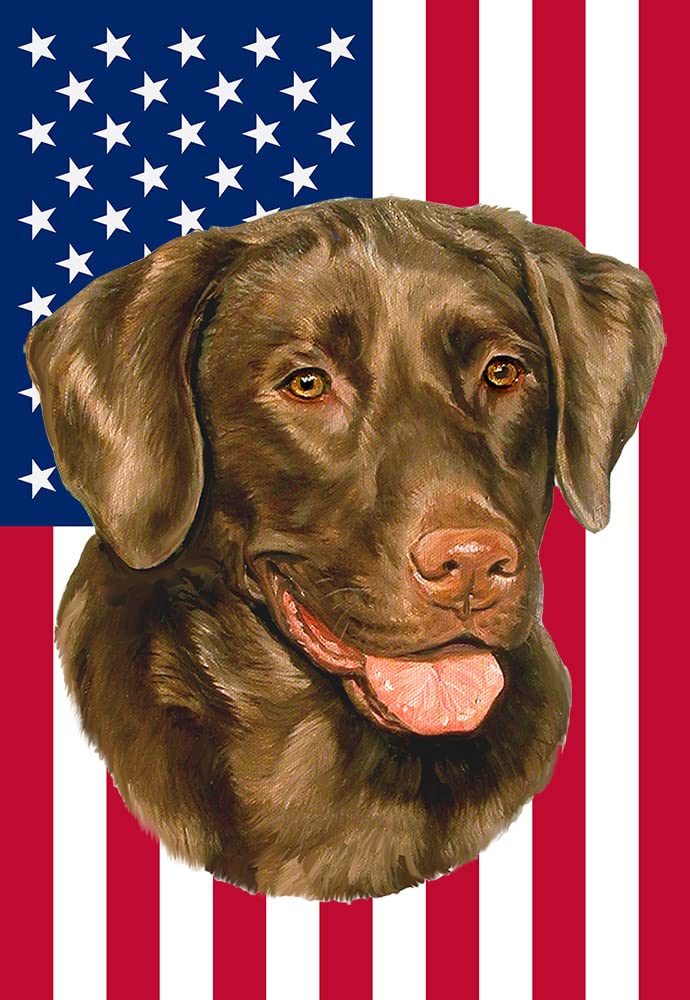 American Chocolate Labrador Retriever