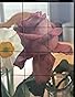 Amazon.com: Gray Scale Value Finder, Color Wheel, Artists View Catcher ...