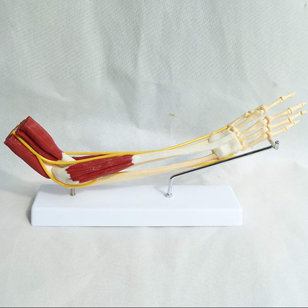 Buy FHUILI Medical Anatomical Upper Limb Model - Arm Band Muscle Nerve ...