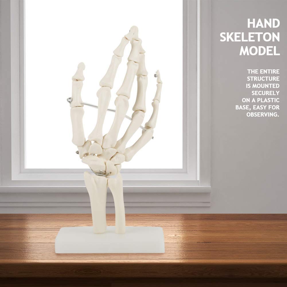 Medical Skeleton Model - Medical Anatomical Life-Size Human Hand Joint ...