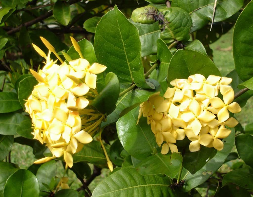 Creative Farmer Yellow Ixora (Ixora Coccinea) Rukmini Rangan Colour ...