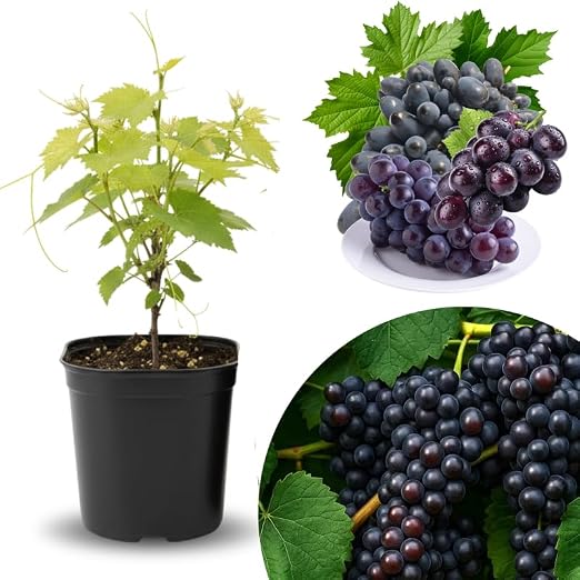 Amazon.com : Seedless Grape Vine Live Plant for Planting, 6-10" Potted ...