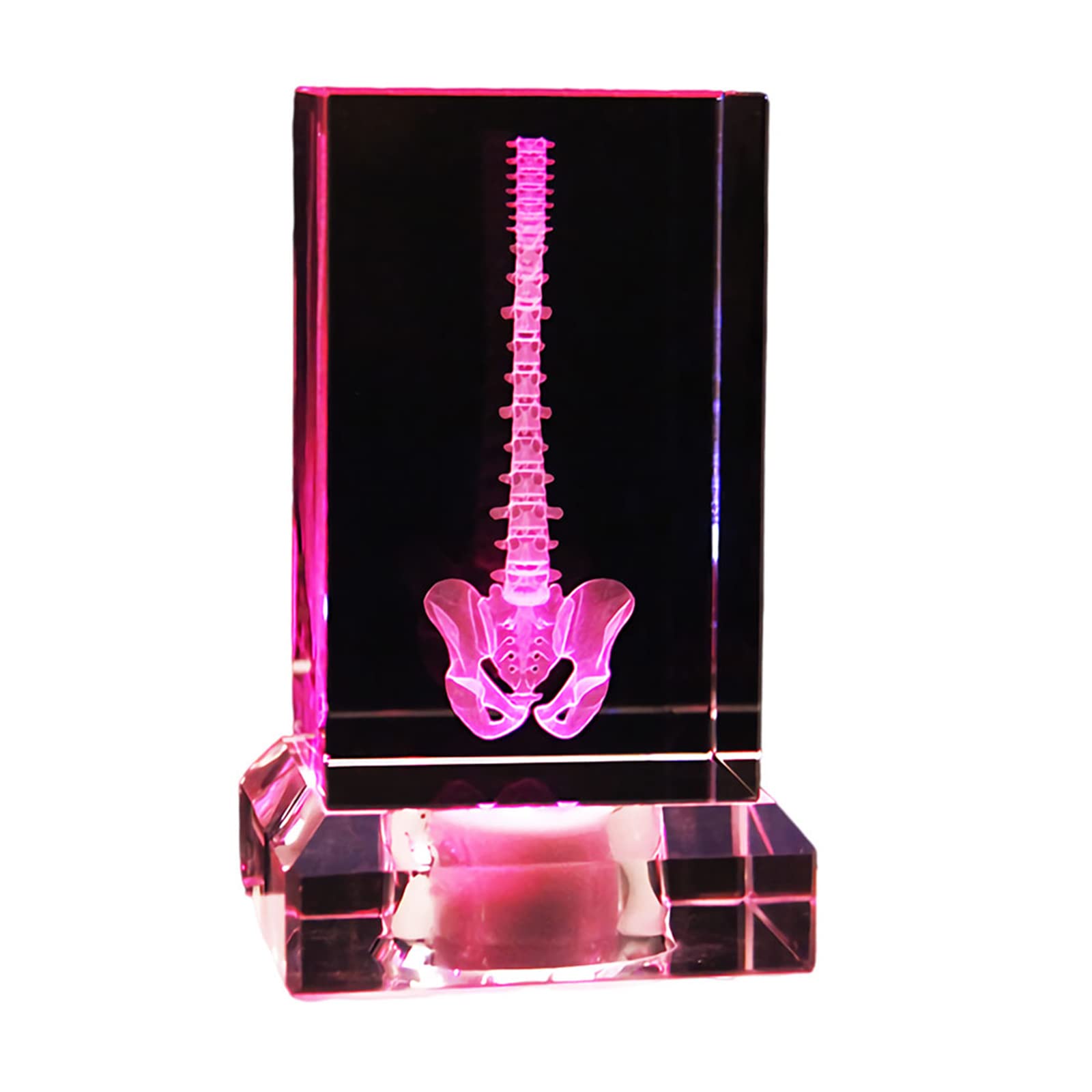 Buy 3D Crystal Human Spine Model, Human Lumbar Spine Demonstration ...
