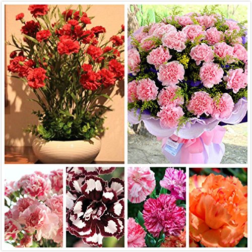 Creative Farmer Flower Seeds : Dianthus Divine Mix Plant Flower Seeds ...