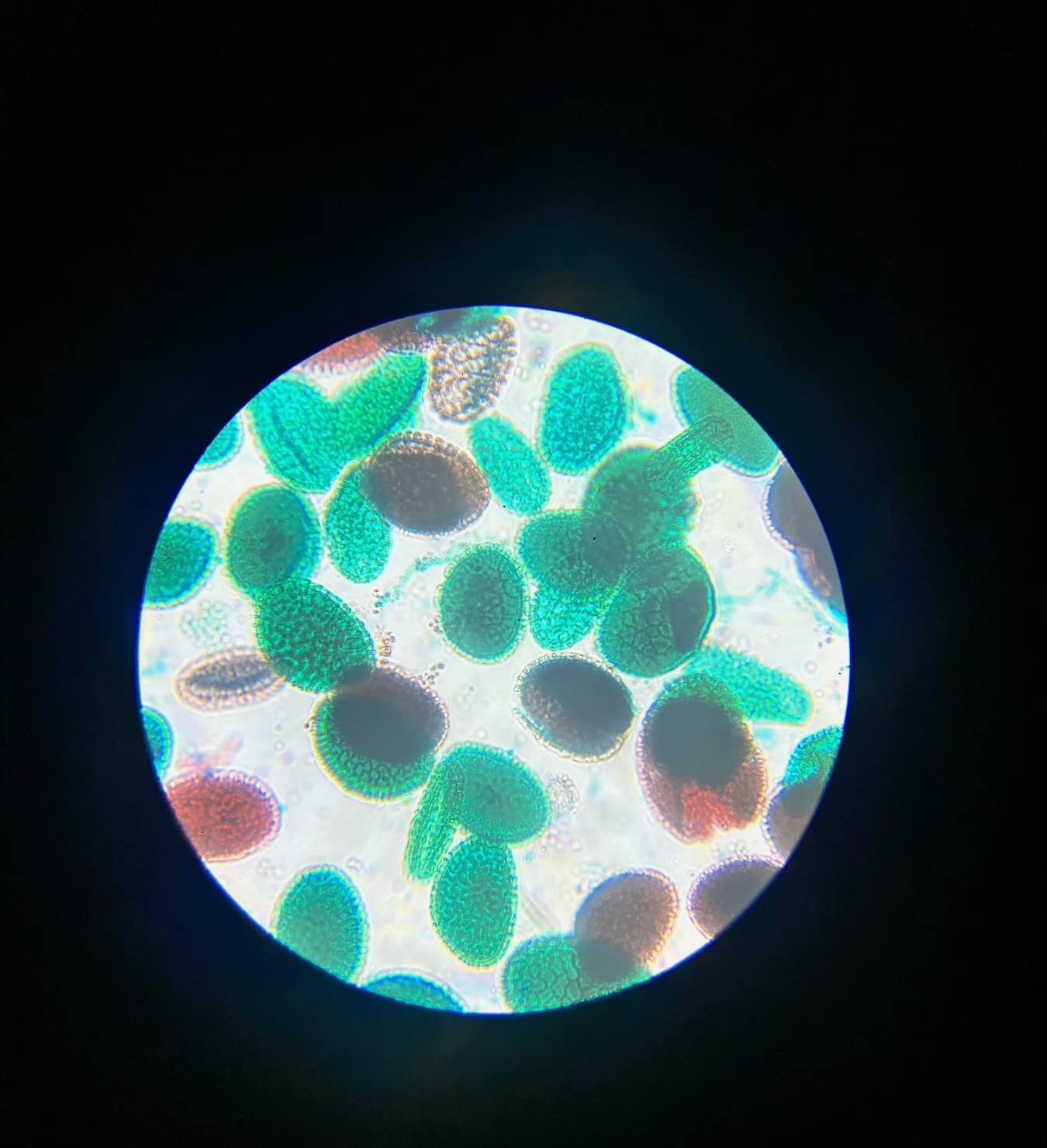 $15/mo - Finance LaMulaOptics Microscope for Adults Kids Students, 100X ...