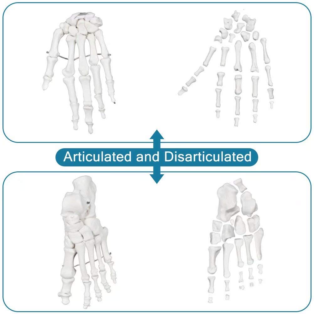 Disarticulated Human Skeleton Model for Anatomy Life Sized Anatomical ...