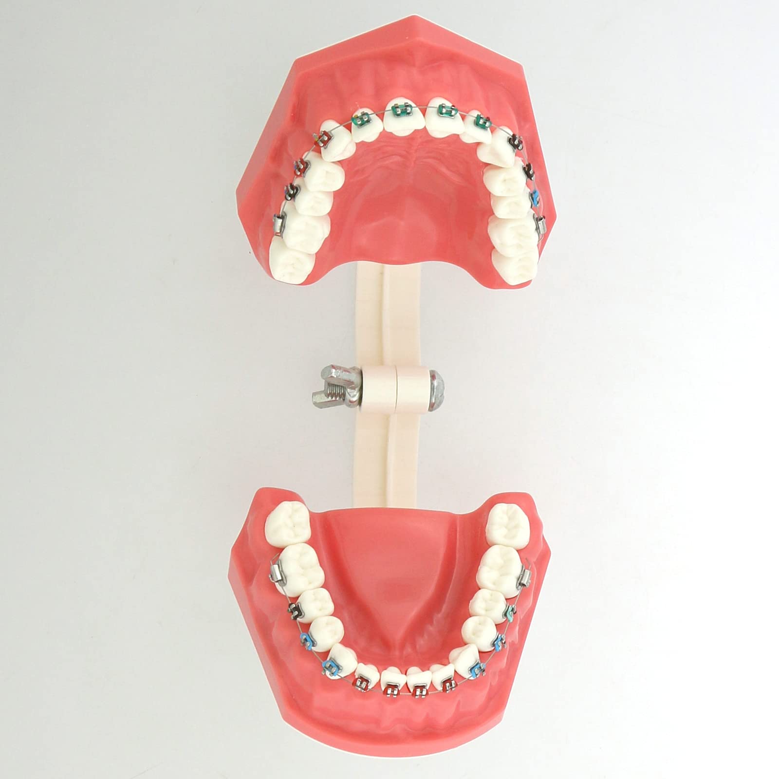 Snapklik.com : Dentalmall Typodonts Orthodontics Demonstration Model