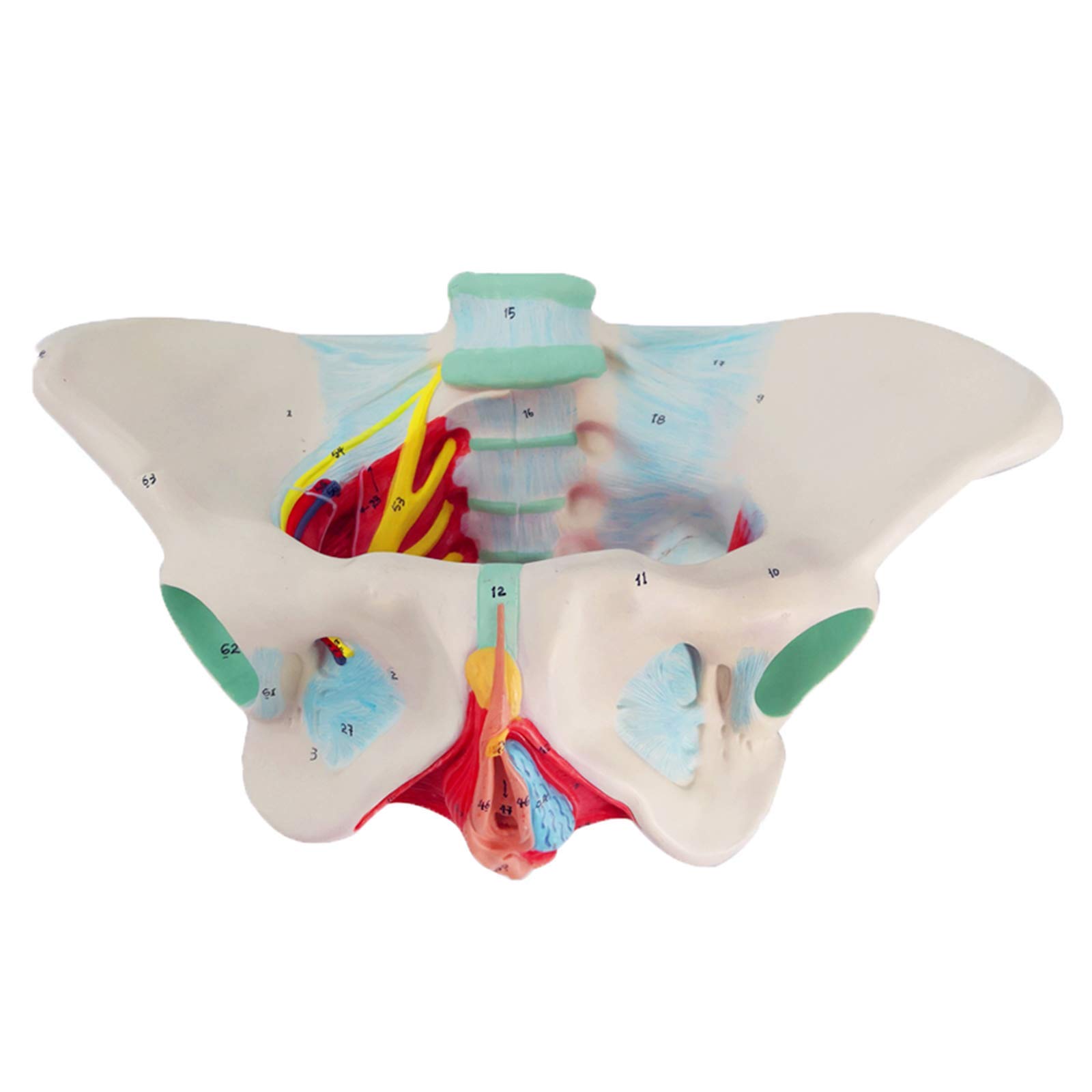 Wehq Medical Anatomical Female Pelvis Model Female Pelvic Girdle Pelvic ...