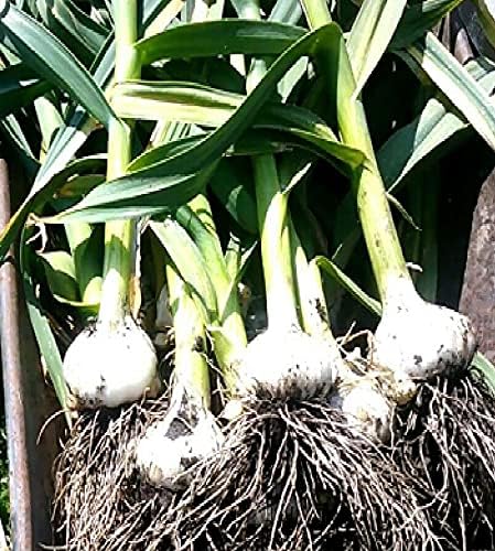 Genuine Elephant Garlic 05 Corms/Seeds- You Will get Same in 2nd ...