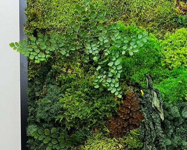 Amazon.com: Unique Moss Wall Art - Preserved Live Moss Art Framed ...